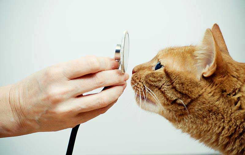 Our Team | Midwest Veterinary Hospital